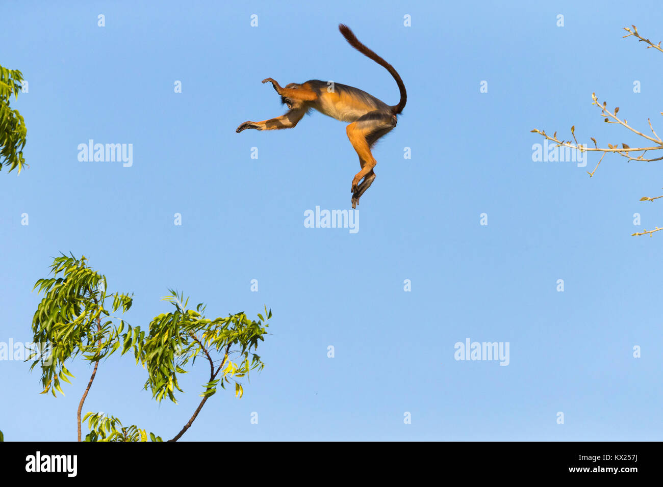 Western red colobus Procolobus badius, in mid-air leap to tree against ...