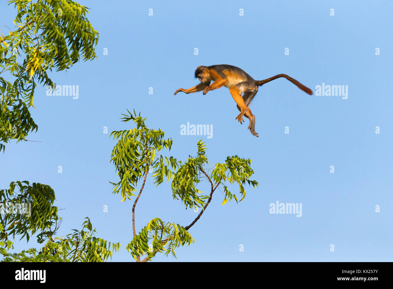 Western red colobus Procolobus badius, in mid-air leap to tree against ...