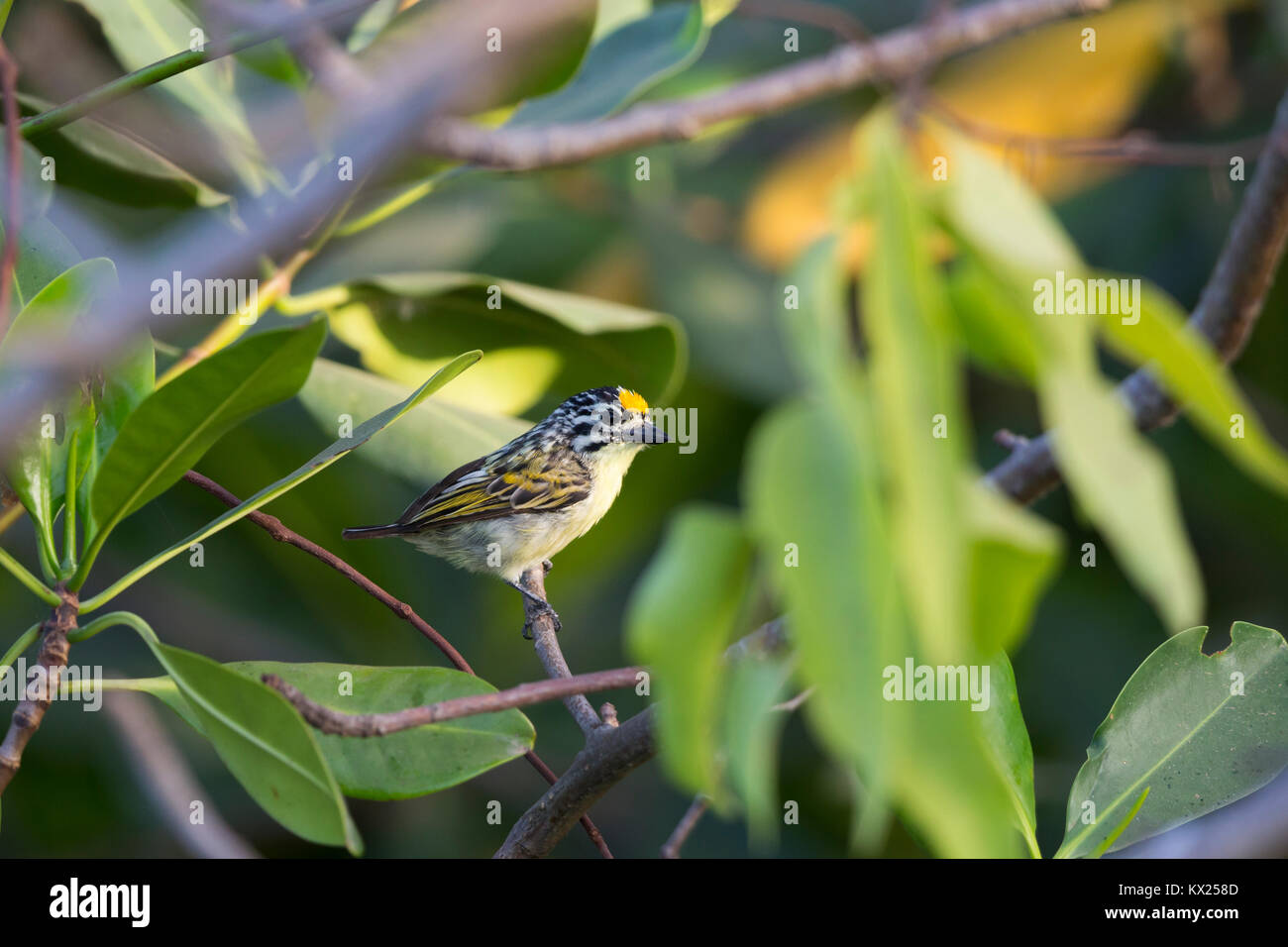 Pogoniulus chrysoconus hi-res stock photography and images - Alamy