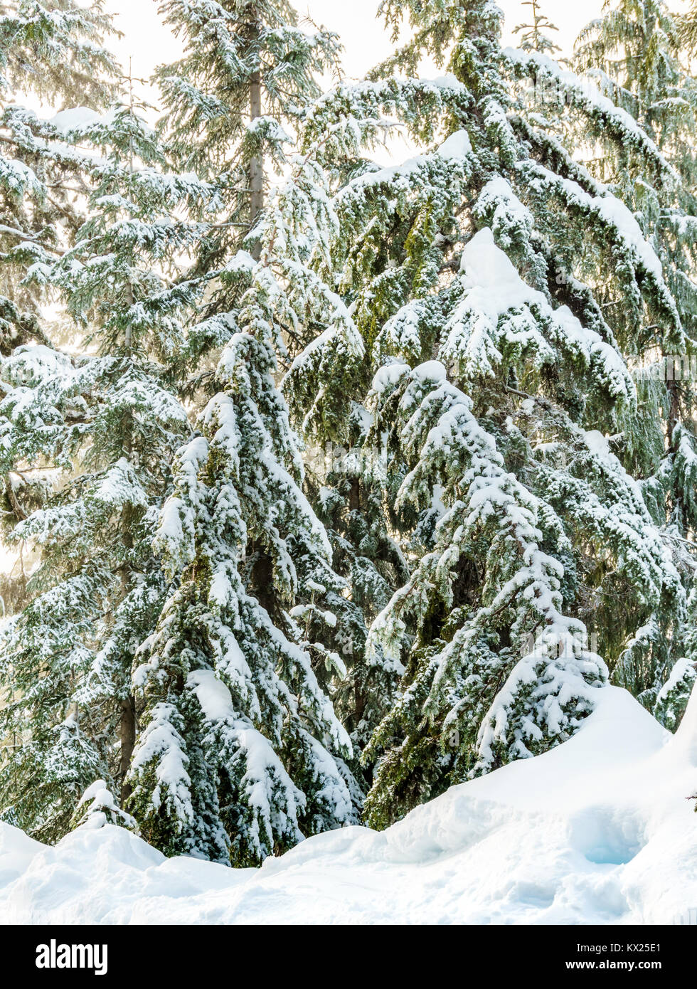 Snowin forest hi-res stock photography and images - Alamy