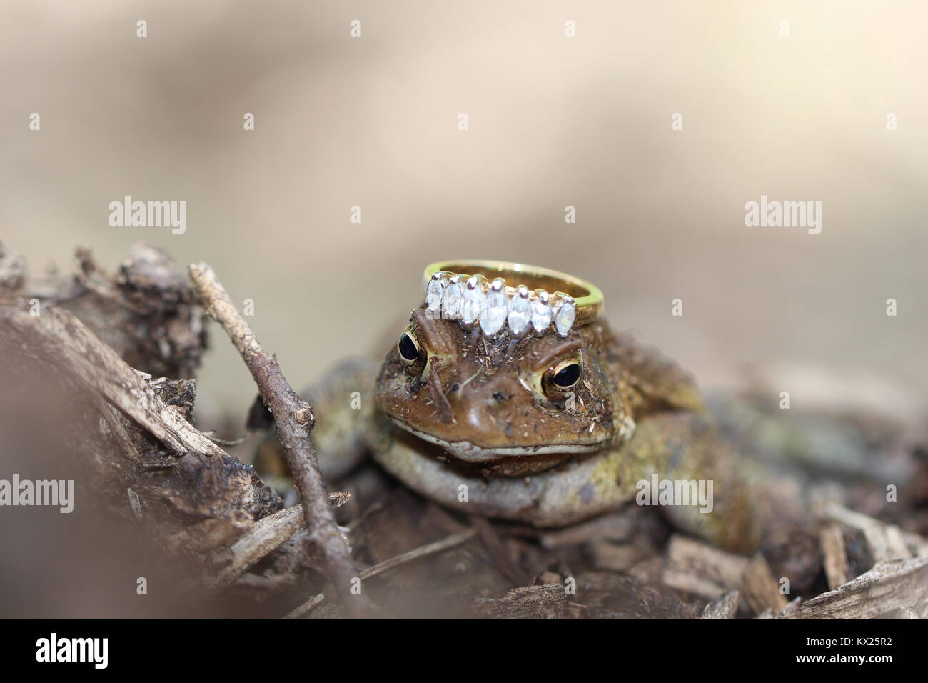 This patient little toad posed patiently revealing her true royal ...