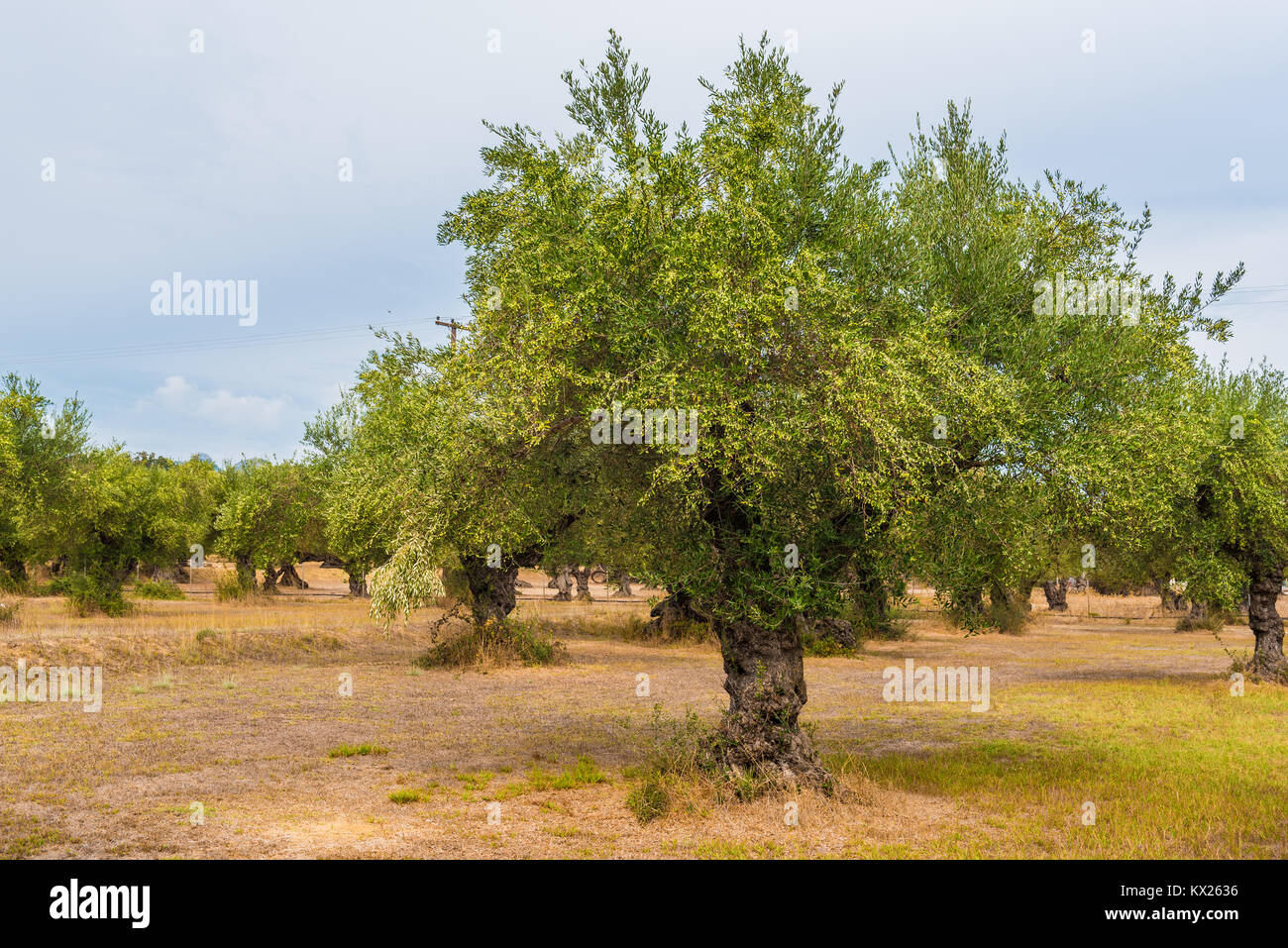 Olive trees. Mediterranean olive field with old olive trees. Zakynthos ...