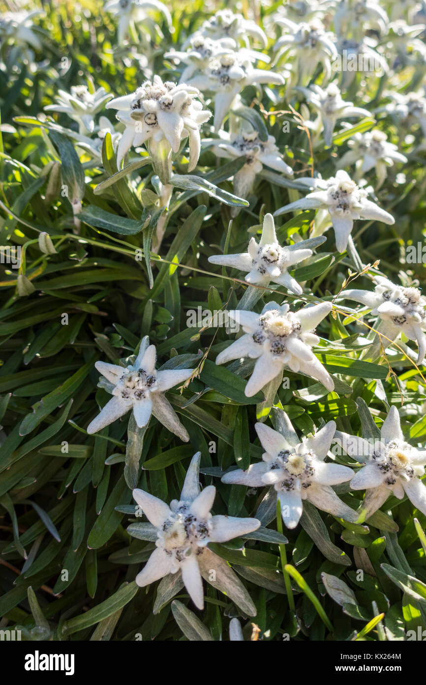 edelweiss flower in the karwendel alps Stock Photo - Alamy
