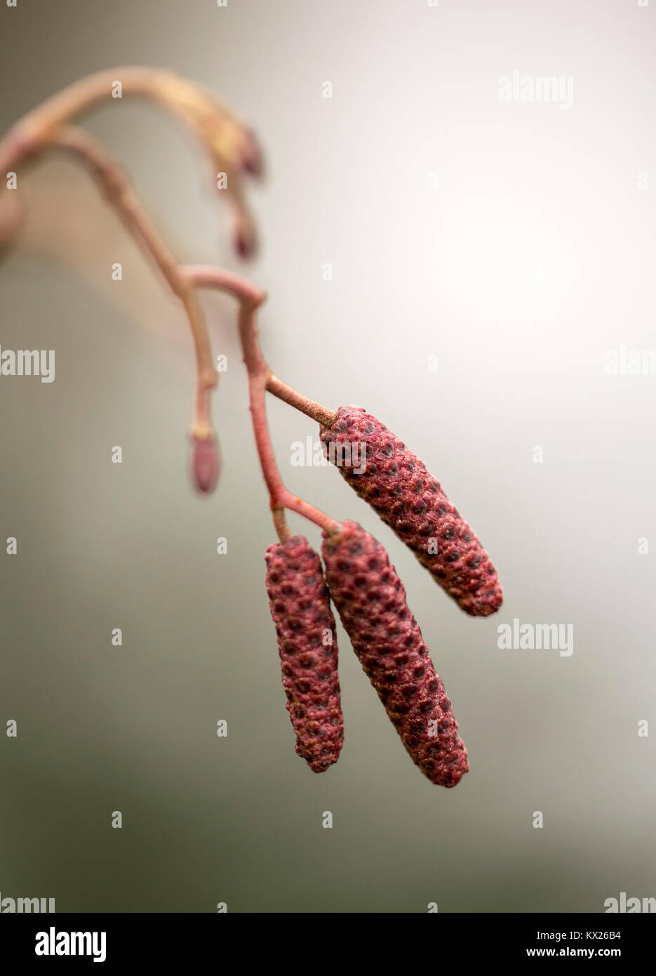 Wet tree uk garden hi-res stock photography and images - Alamy