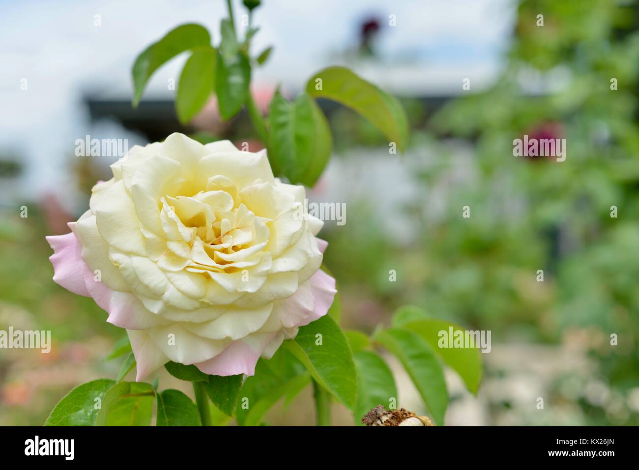 Alamys collection hi-res stock photography and images - Alamy