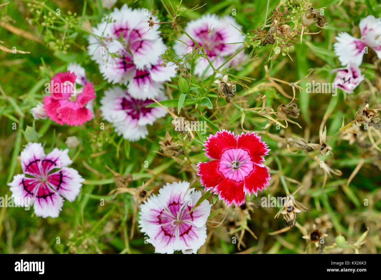 Alamys collection hi-res stock photography and images - Alamy