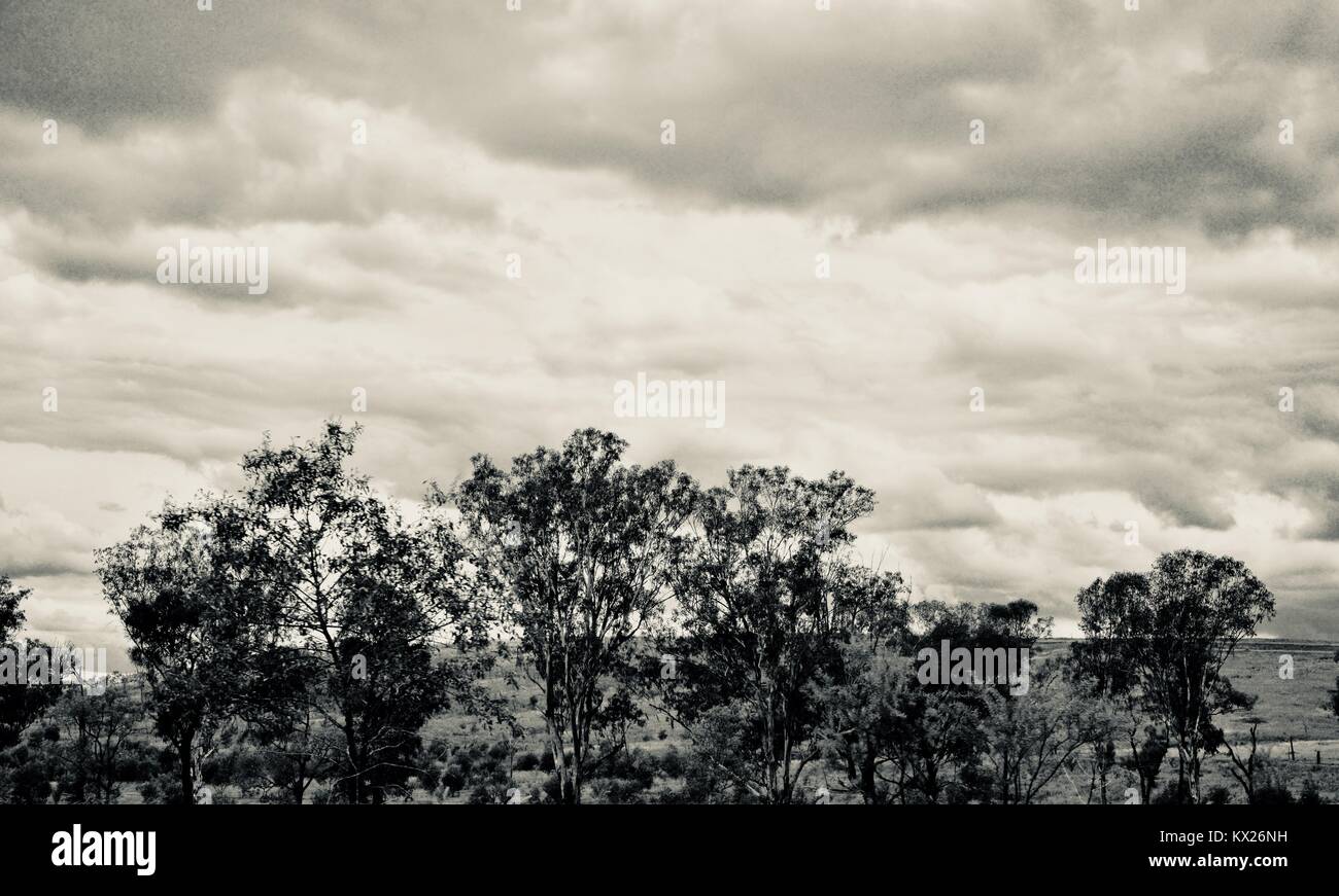 Dramatic black and white images of Australia, december, Queensland ...