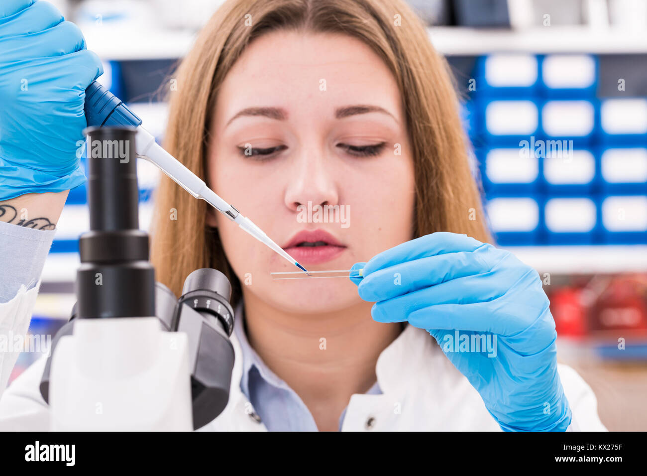 technician in the lab preparing slides Tissues for microscope Stock ...