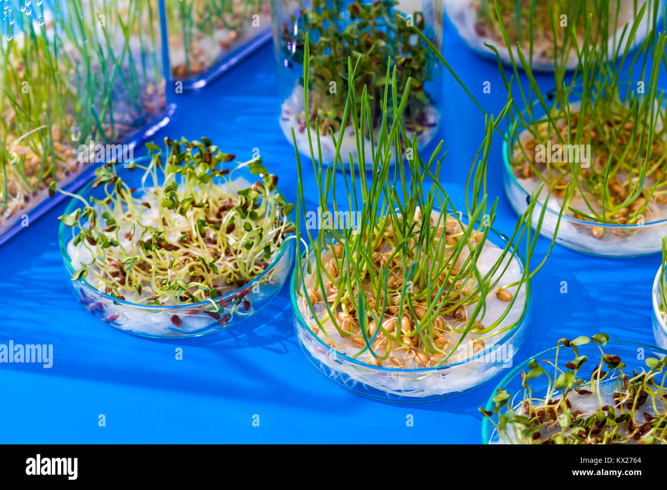 Experiments with plants in the laboratory Stock Photo - Alamy