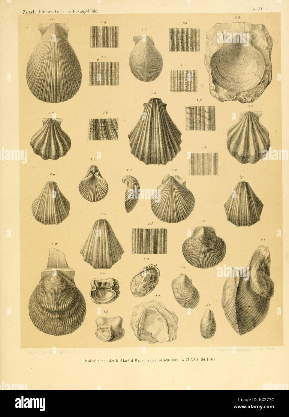 Bivalve classification hi-res stock photography and images - Alamy