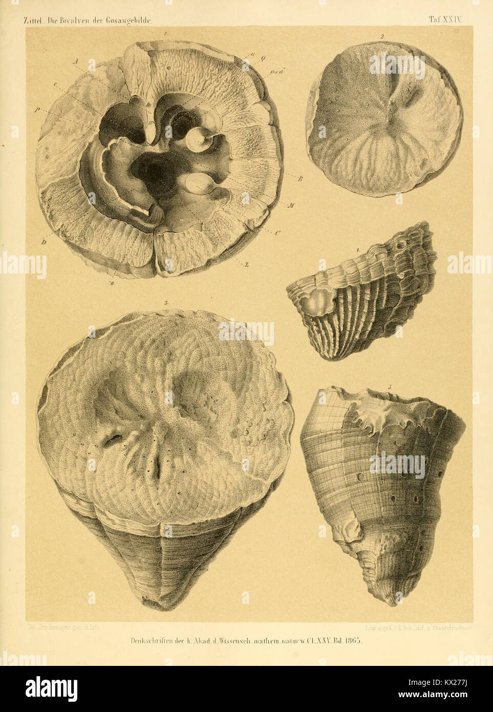 Austrian fossils hi-res stock photography and images - Alamy