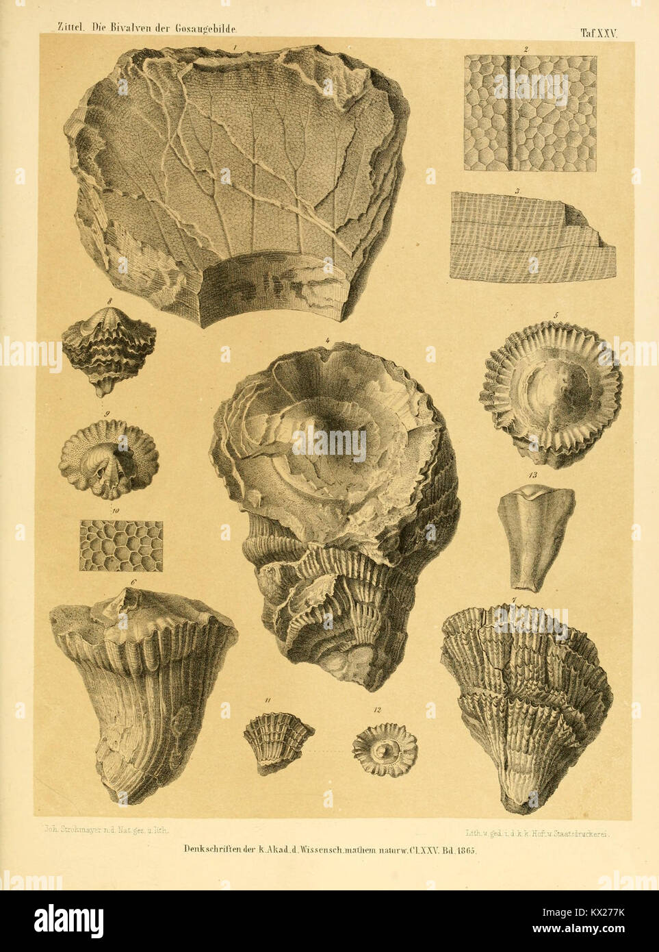 This scientific image shows bivalves from the Gosau Formation in the ...