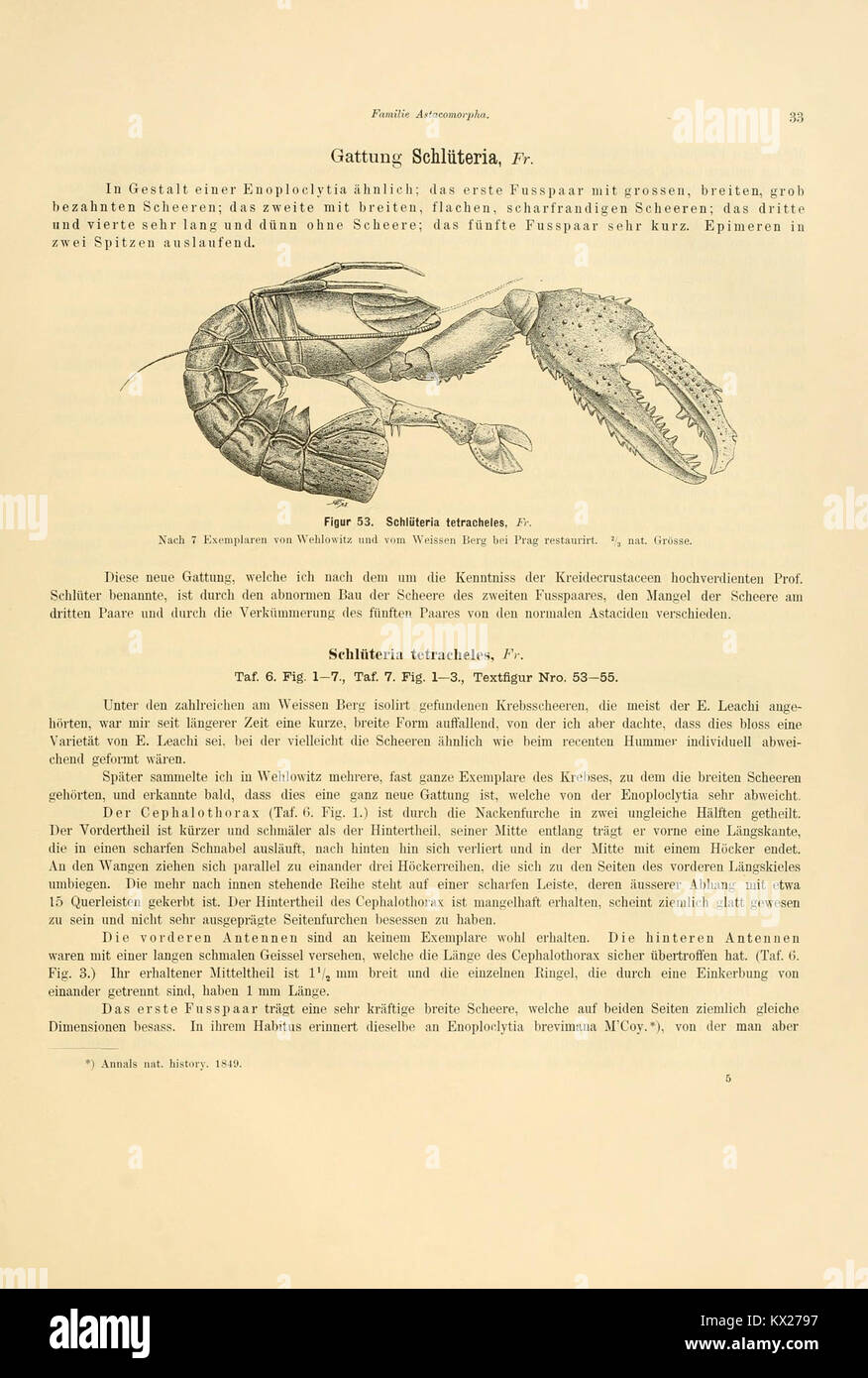 Understanding crustacean biology hi-res stock photography and images ...