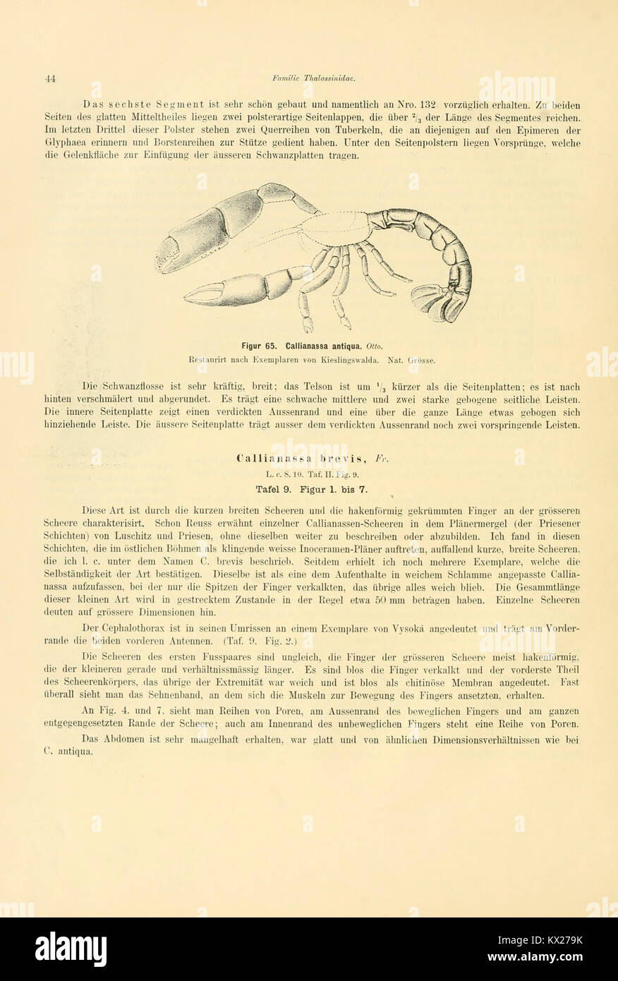 This title refers to a scientific illustration from 'Die Crustaceen der ...