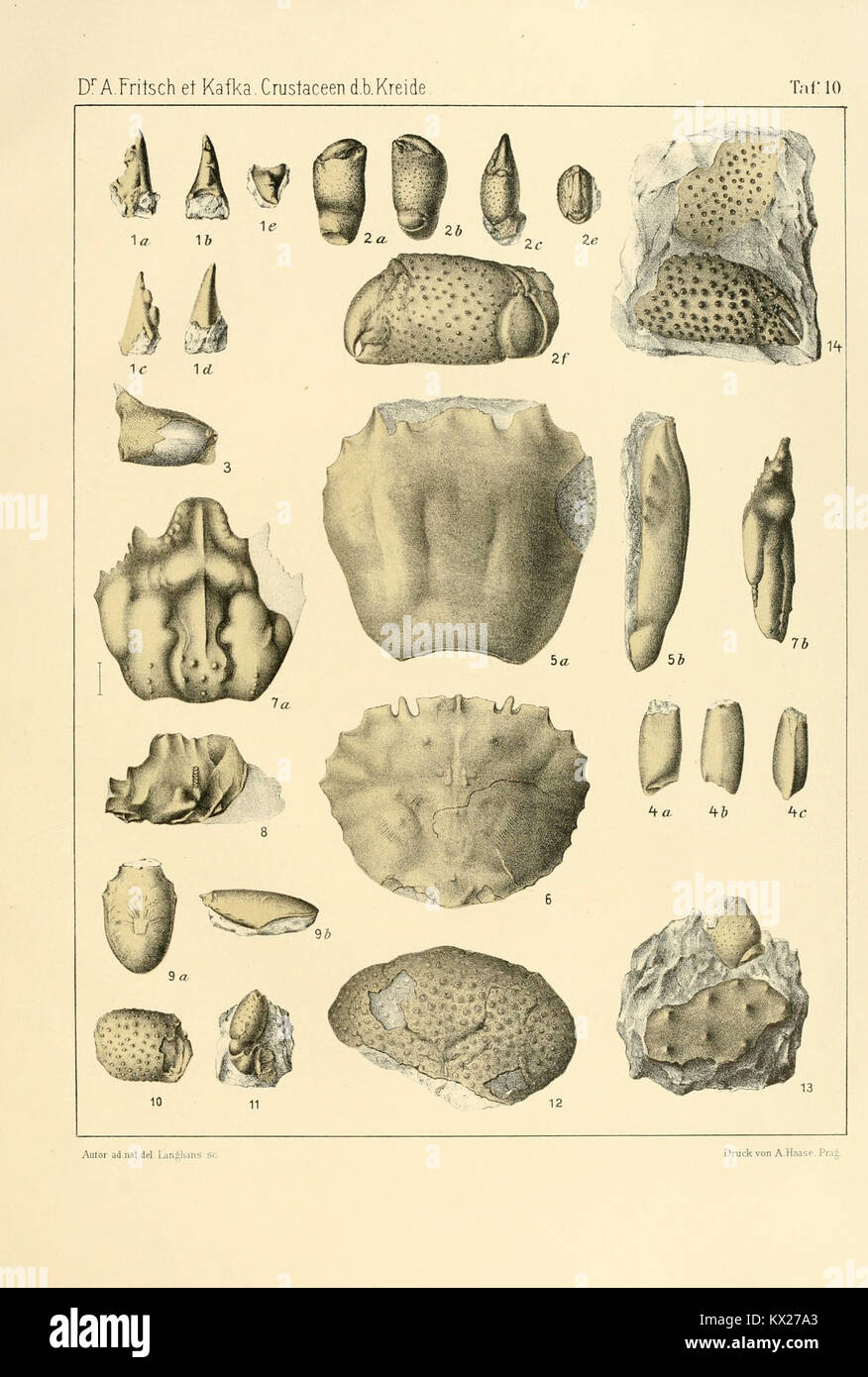 Prehistoric crustaceans hi-res stock photography and images - Alamy
