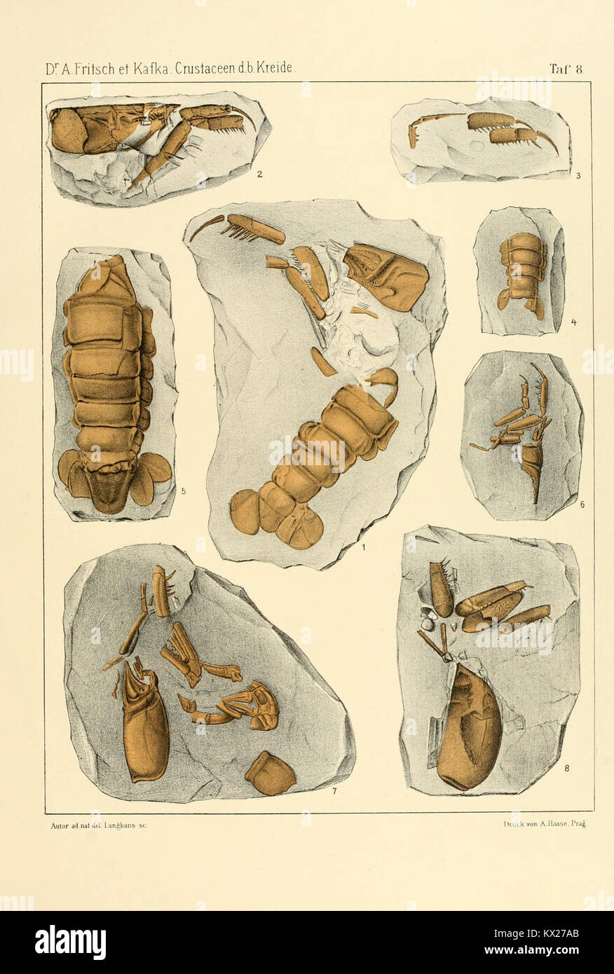 This illustration depicts the crustaceans from the Bohemian Cretaceous ...