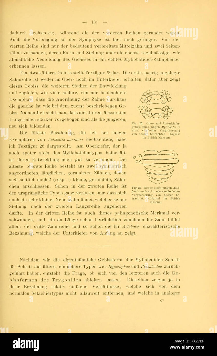 This title discusses the extinct Selachian sharks from Monte Bolca ...