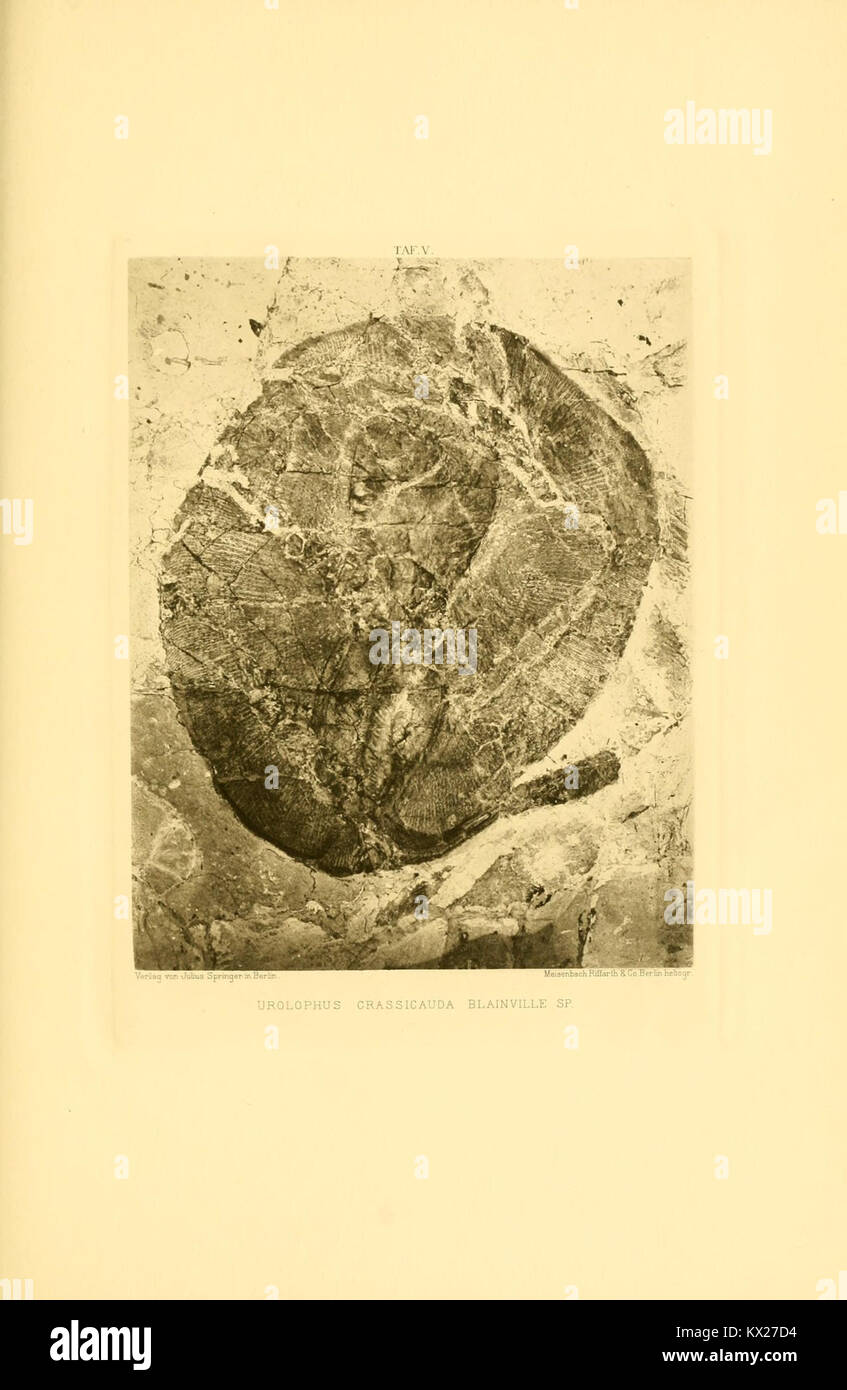 An illustration from 'Die eocänen Selachier vom Monte Bolca' depicting ...