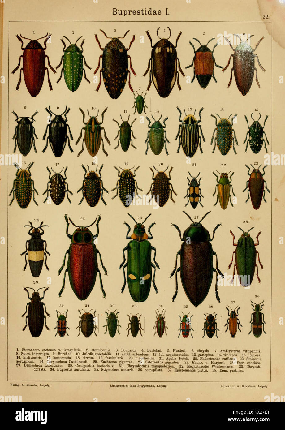 Catalog of various beetle species hi-res stock photography and images ...