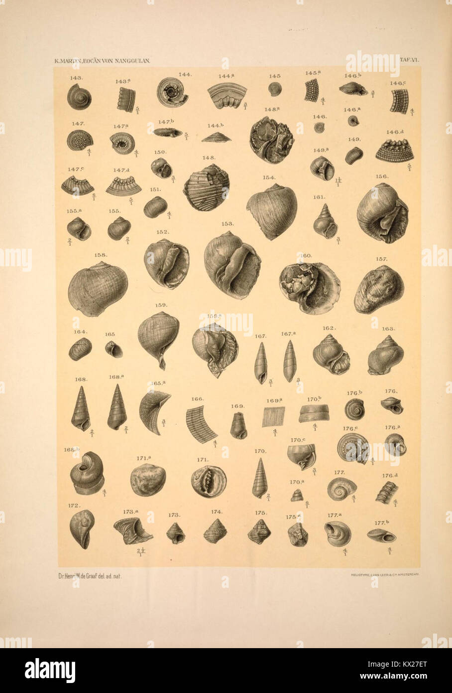 A scientific study of the fauna of the Upper Ocean of Nanggulan on Java ...