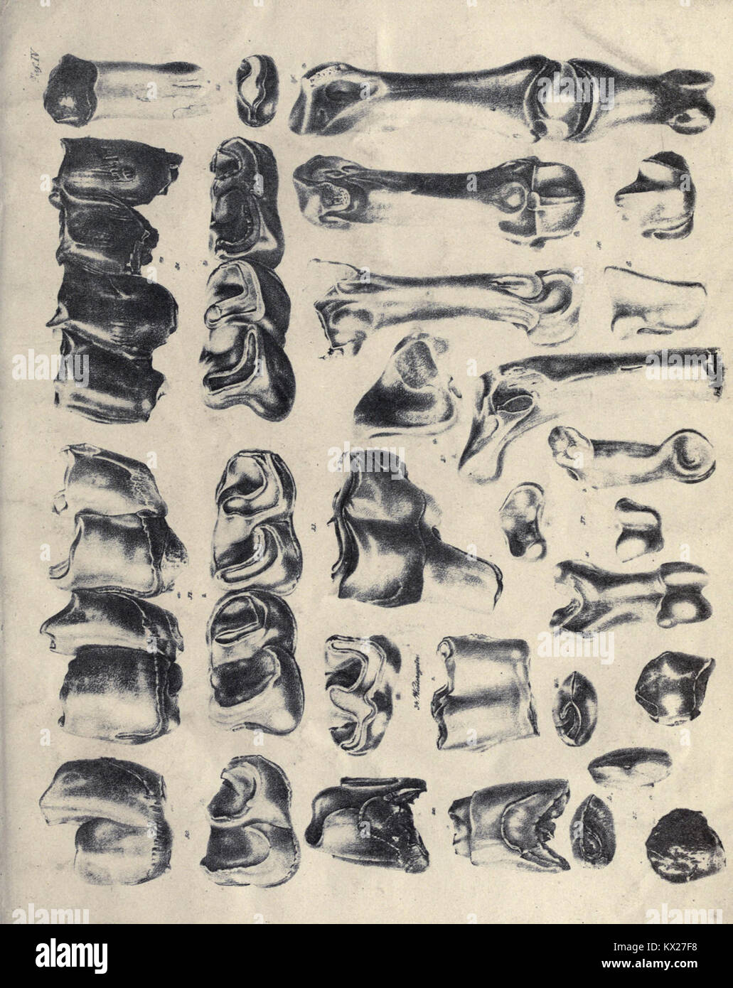 Study fossilized animals found hi-res stock photography and images - Alamy