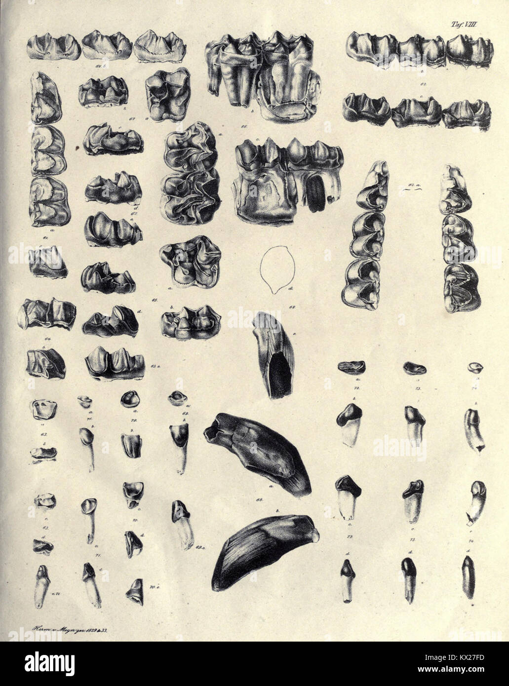 A scientific study on fossil teeth and bones from the area around ...