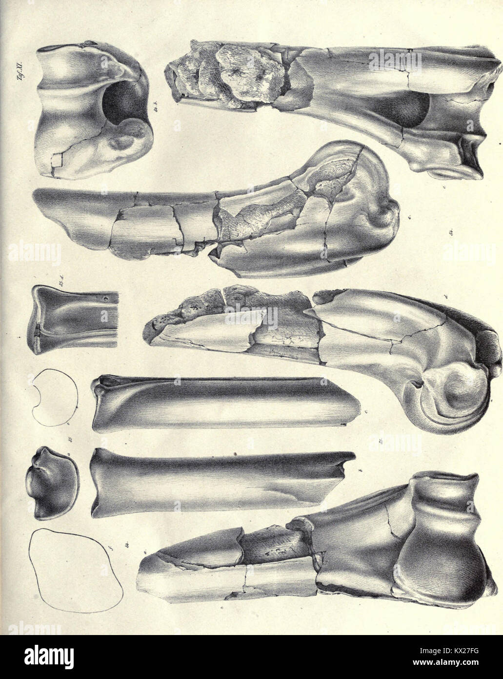 A scientific study of fossilized teeth and bones discovered in the ...