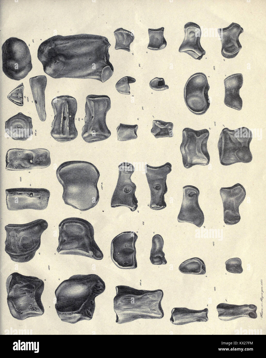 A scientific exploration of fossilized teeth and bones found in the ...