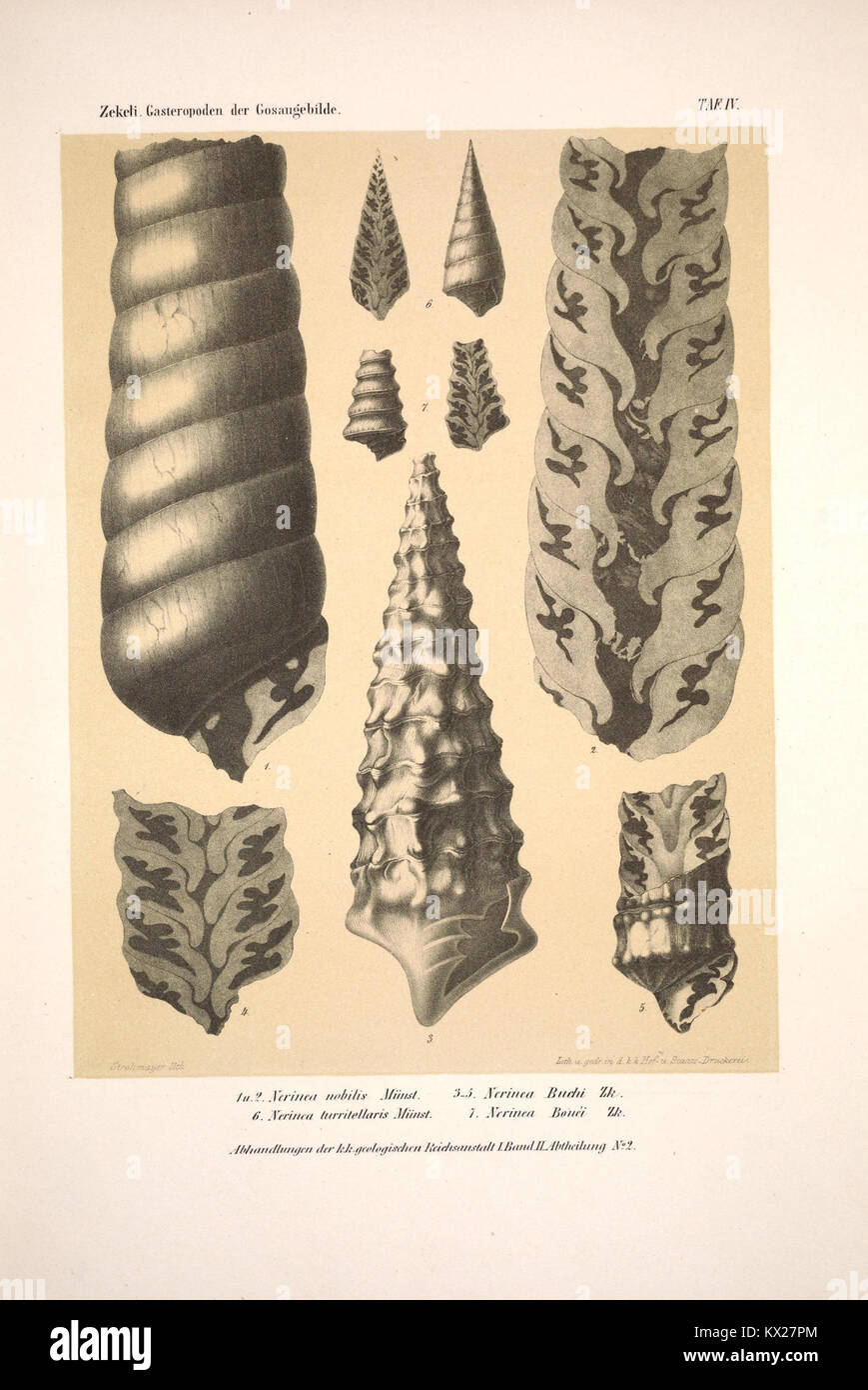 This scientific study examines the gastropod species present in the Gosau formations of the ...
