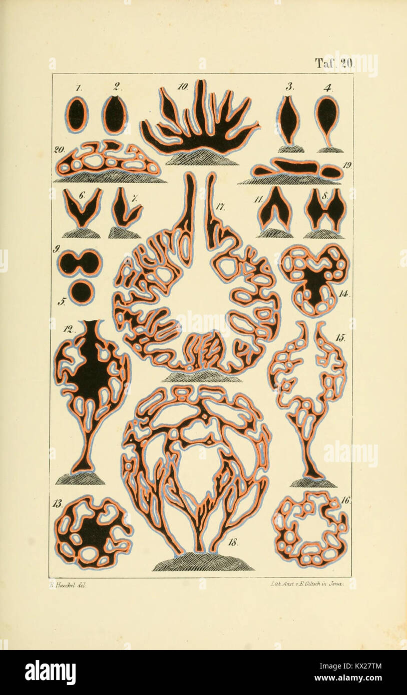 This plate depicts calcareous sponges (Kalkschwämme), illustrating ...