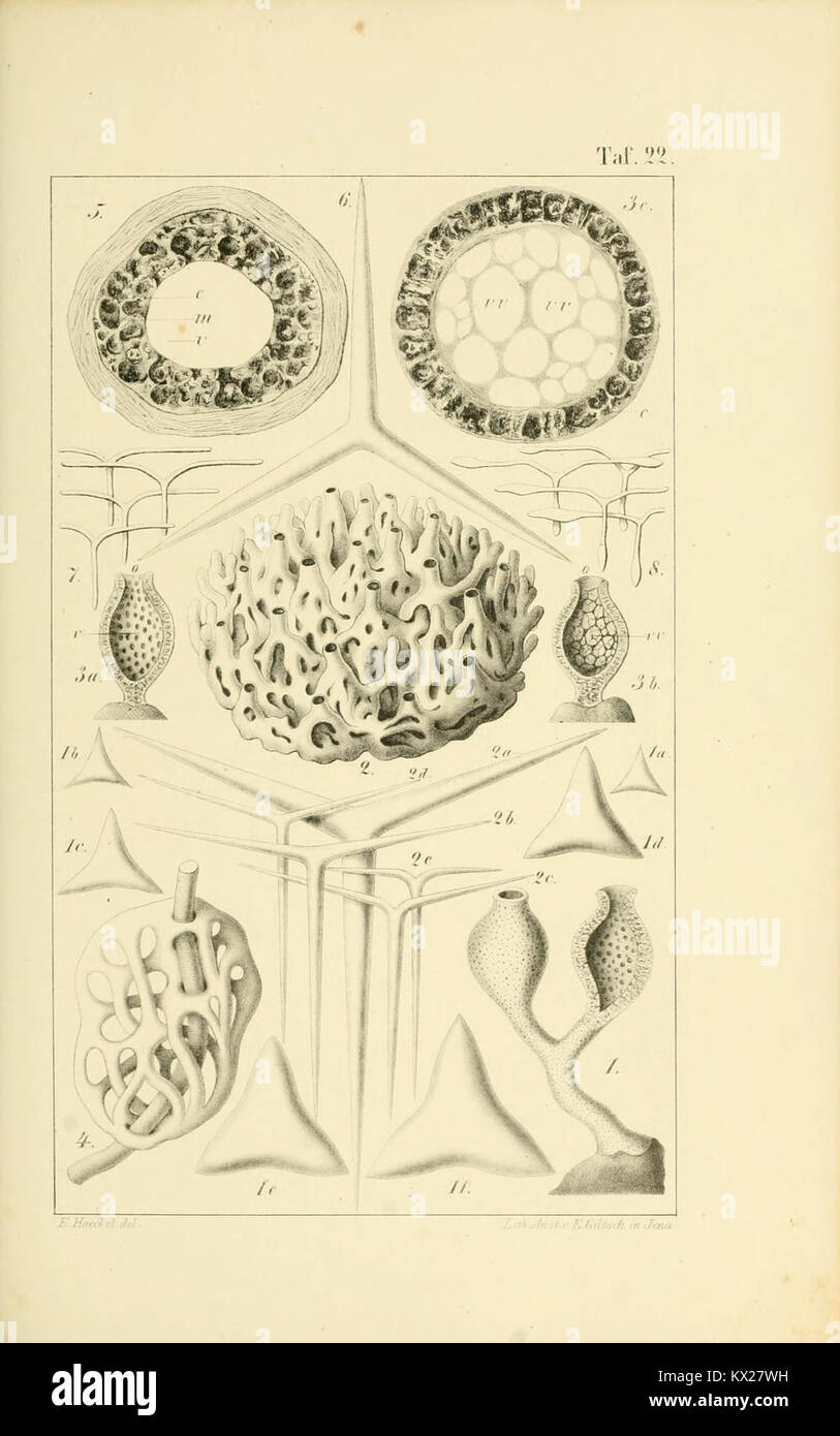 This plate shows calcareous sponges, highlighting skeletal morphology ...