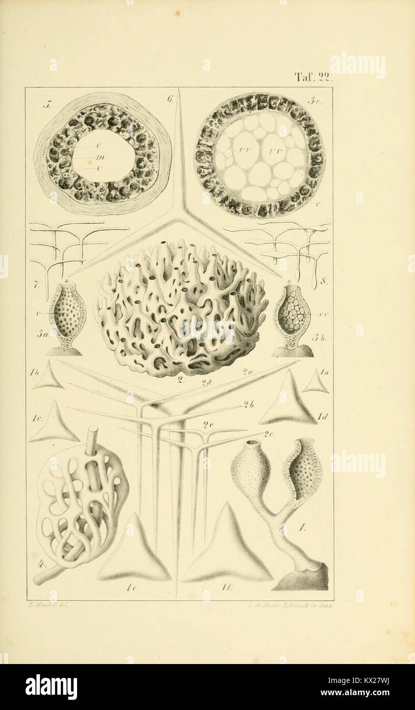 A detailed scientific illustration of calcareous sponges (calcareous ...