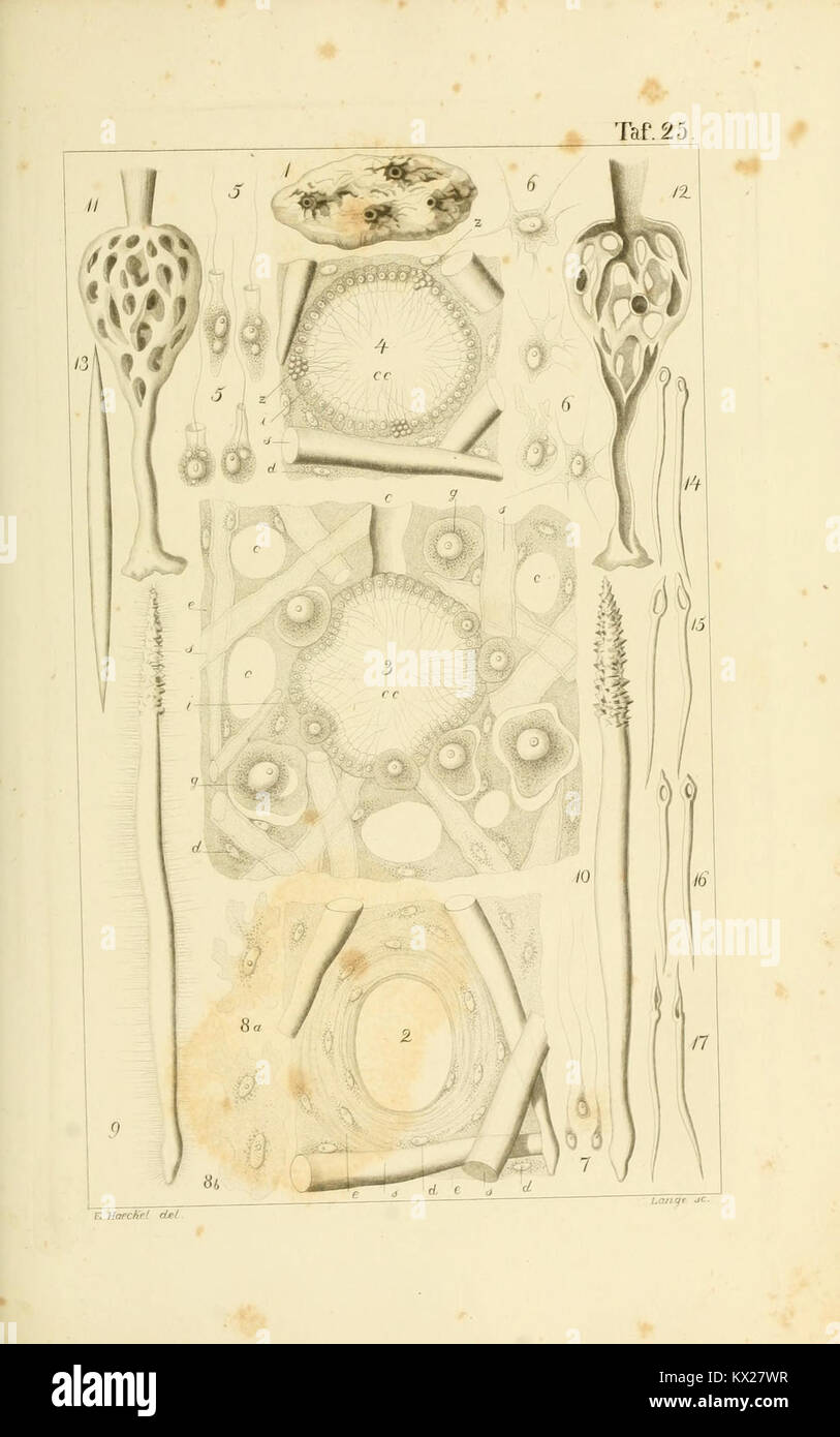 Plate 25 from 'Die Kalkschwämme,' a scientific work depicting ...