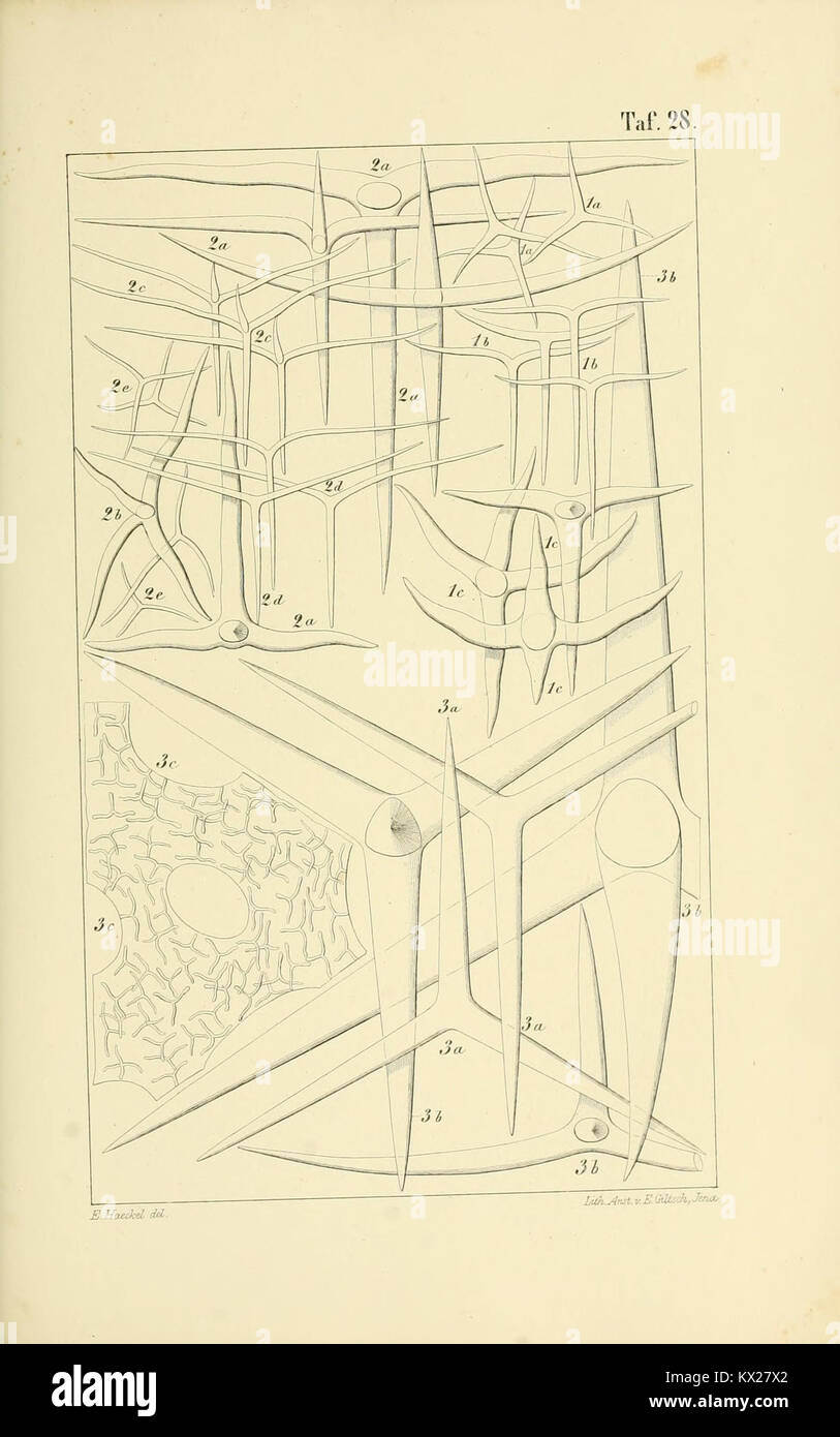 This scientific plate illustrates calcareous sponges, highlighting ...