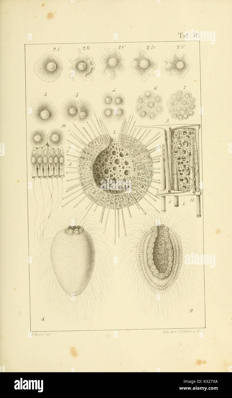 This illustration depicts calcareous sponges, showing skeletal ...