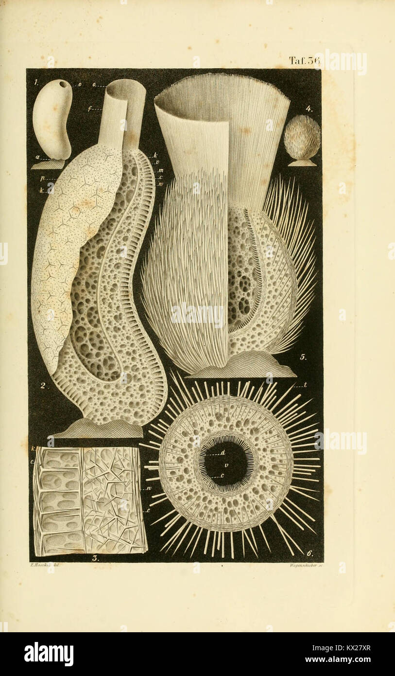 A scientific plate illustrating limestone sponges (Kalkschwämme ...