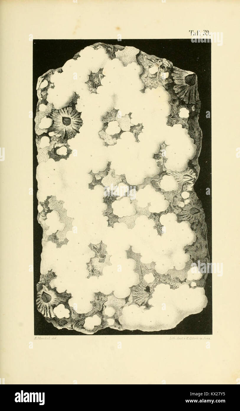 This image illustrates a species of calcareous sponges, showing their ...