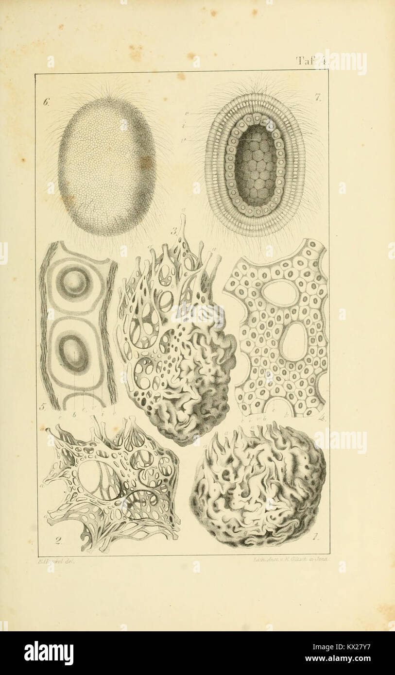 A scientific plate depicting 'Die Kalkschwämme,' a type of calcareous ...