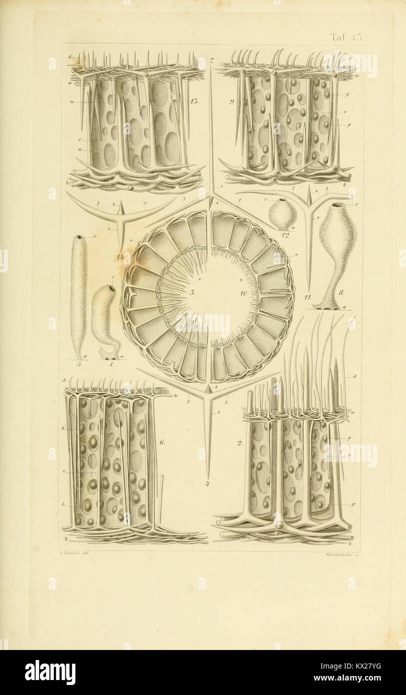 Plate 43 from a scientific study on calcisponge fossils, illustrating ...