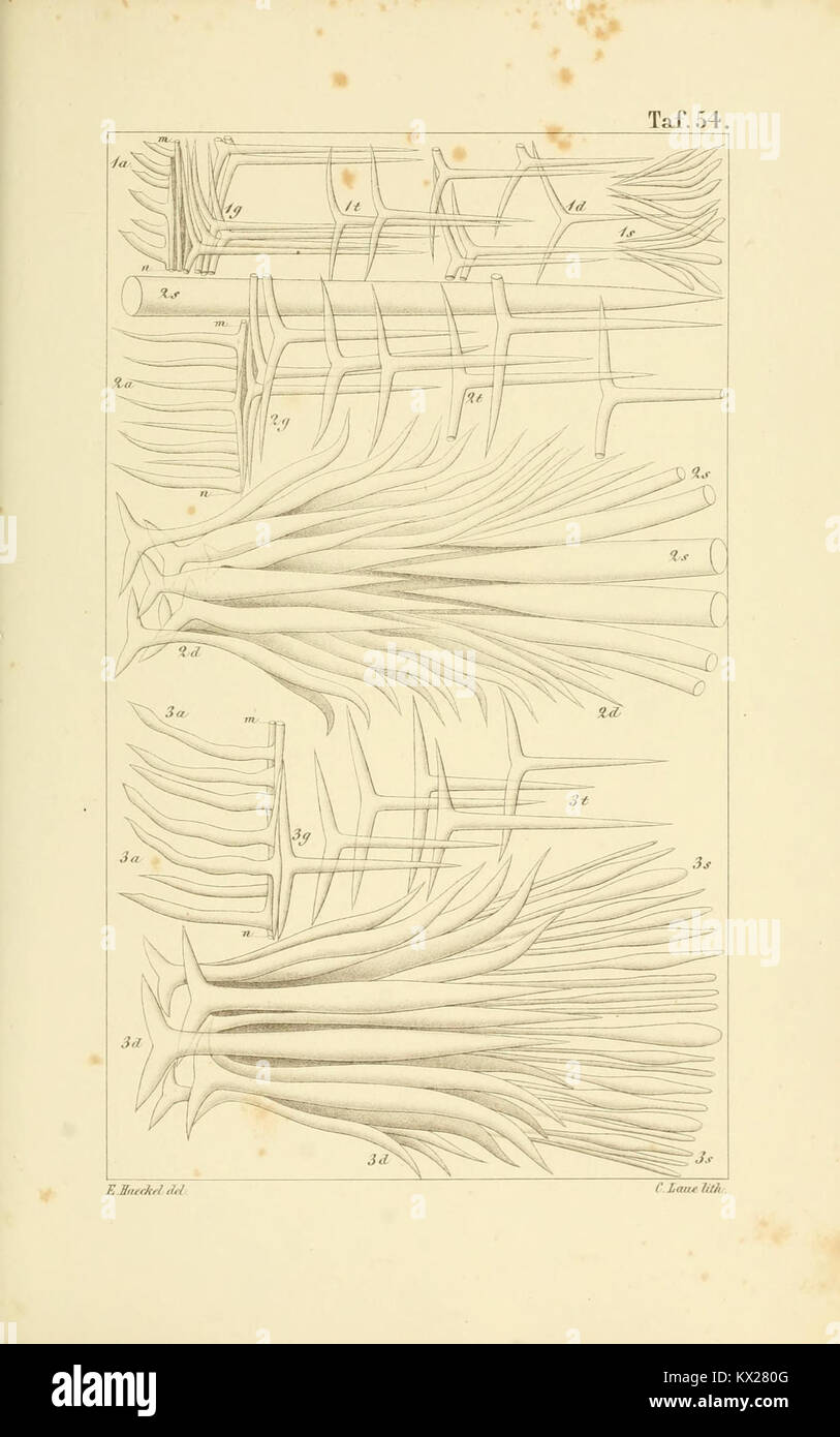 Calcareous sponges illustrated in Plate 54, highlighting their skeletal ...
