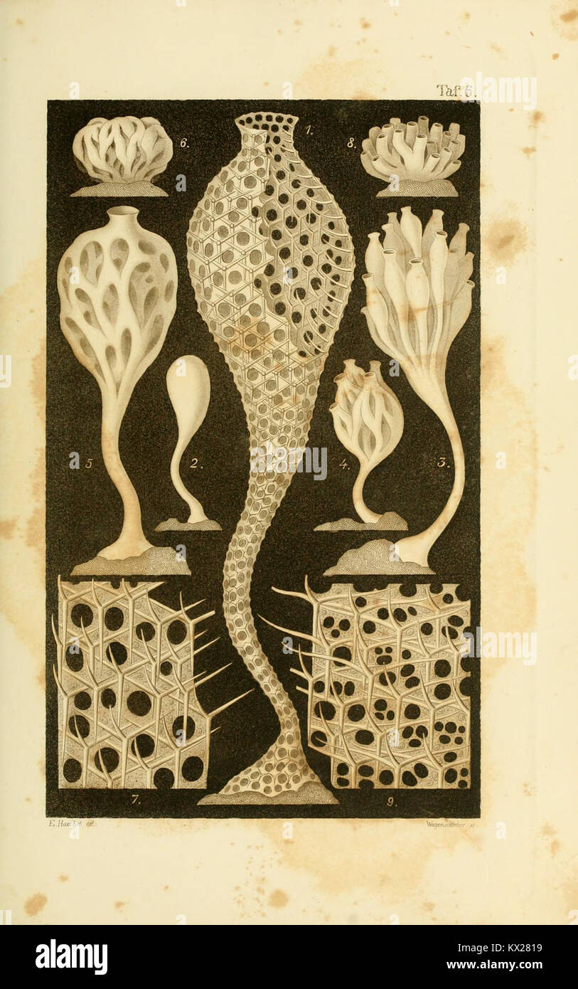 This image is from a scientific work on calcareous sponges, showing ...