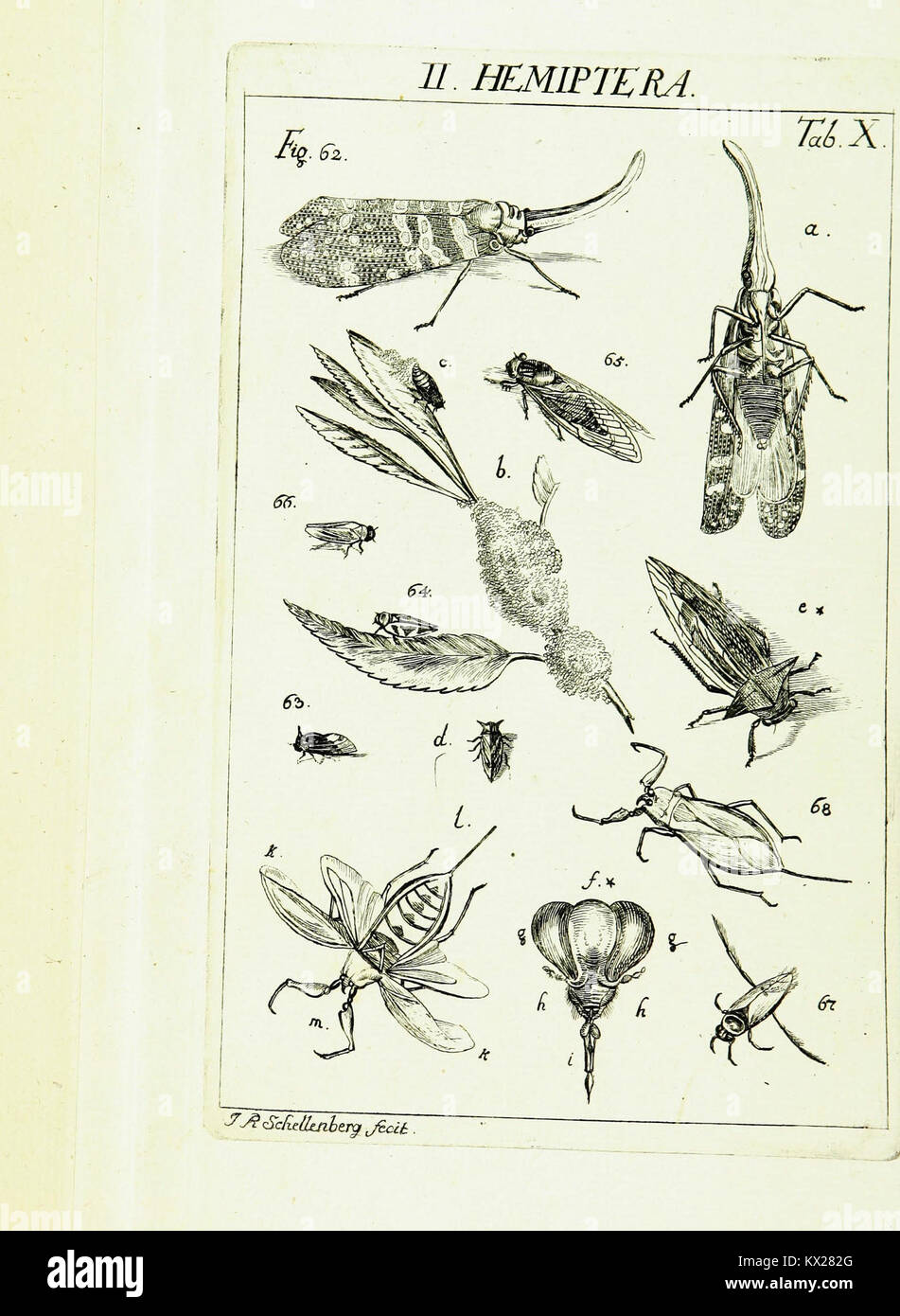 Plate X from 'The Characteristics of Insects' following instructions by ...