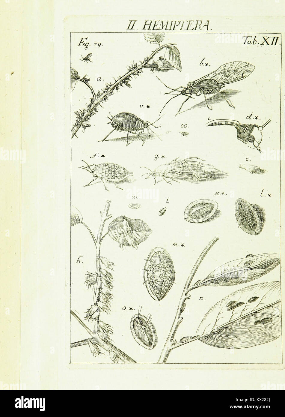 An illustration from 'Die Kennzeichen der Insekten,' a work by Carl ...