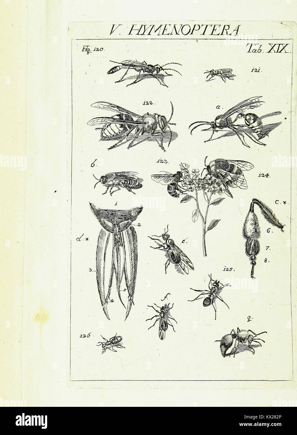 This page illustrates the characteristics of insects, based on the ...
