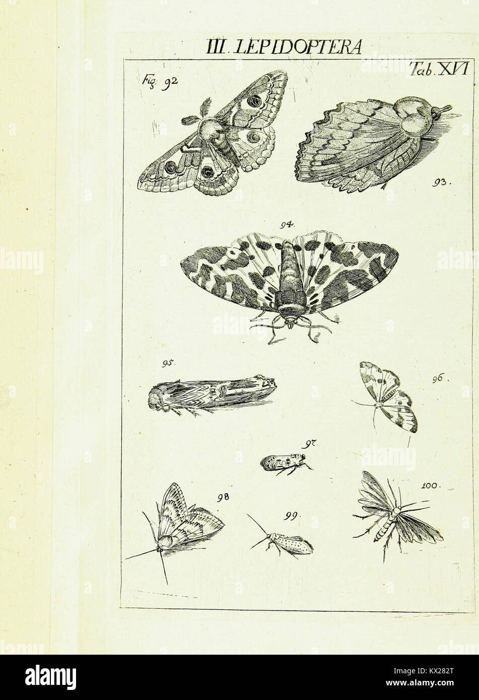 Illustration of insect characteristics based on the classification by ...