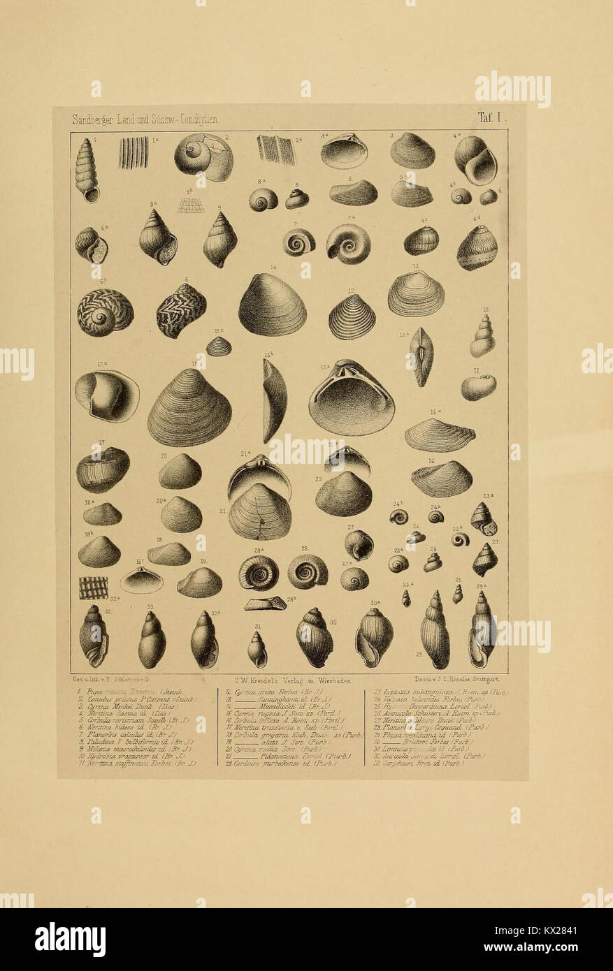 Understanding shell morphology hi-res stock photography and images - Alamy