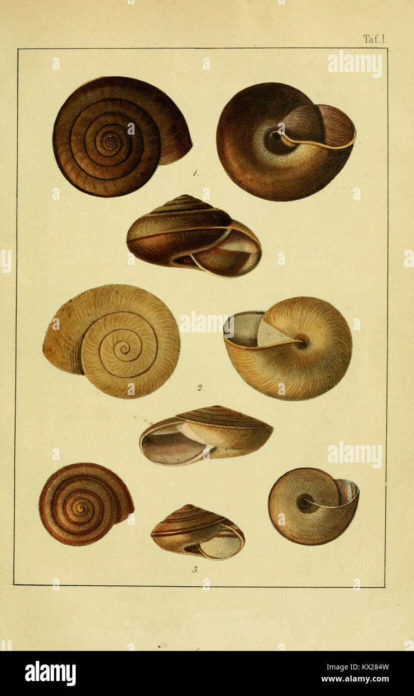 Molluscan forms hi-res stock photography and images - Alamy
