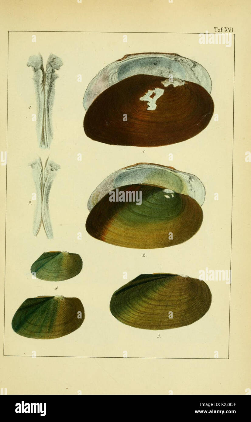 Diversity within shell morphology hi-res stock photography and images ...