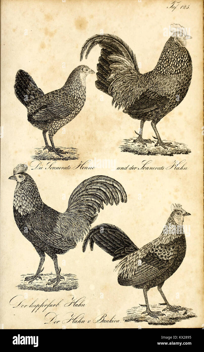 Historia natural y ciencias hi-res stock photography and images - Alamy