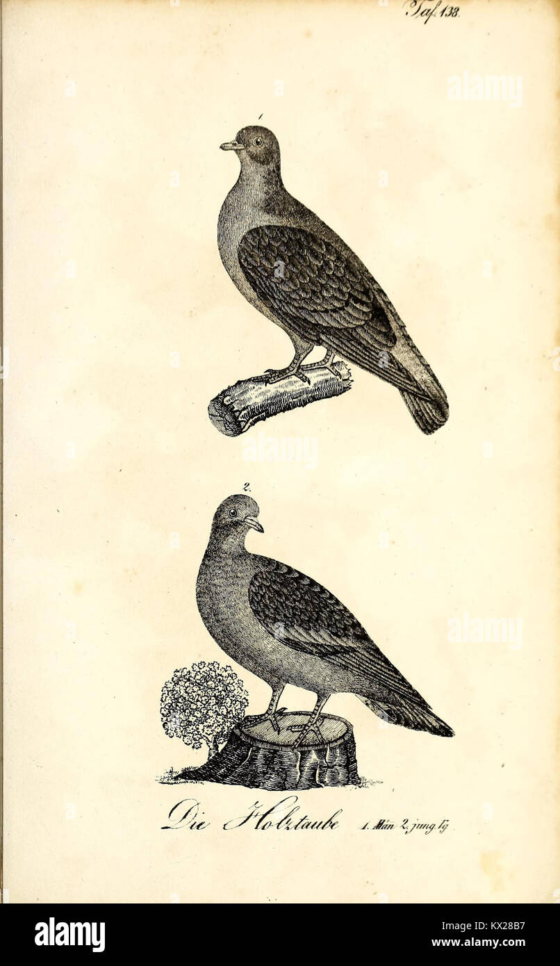 A page from the 'Naturgeschichte' (Natural History) featuring detailed ...